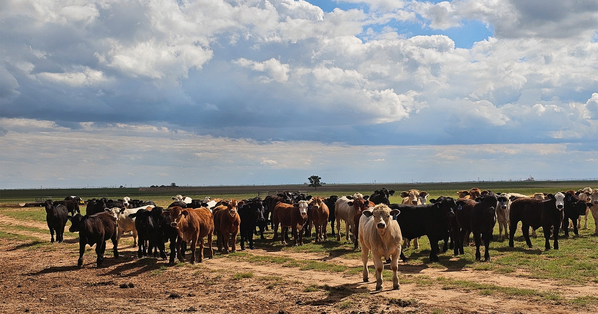 Texas rangeland, pastures vary across state