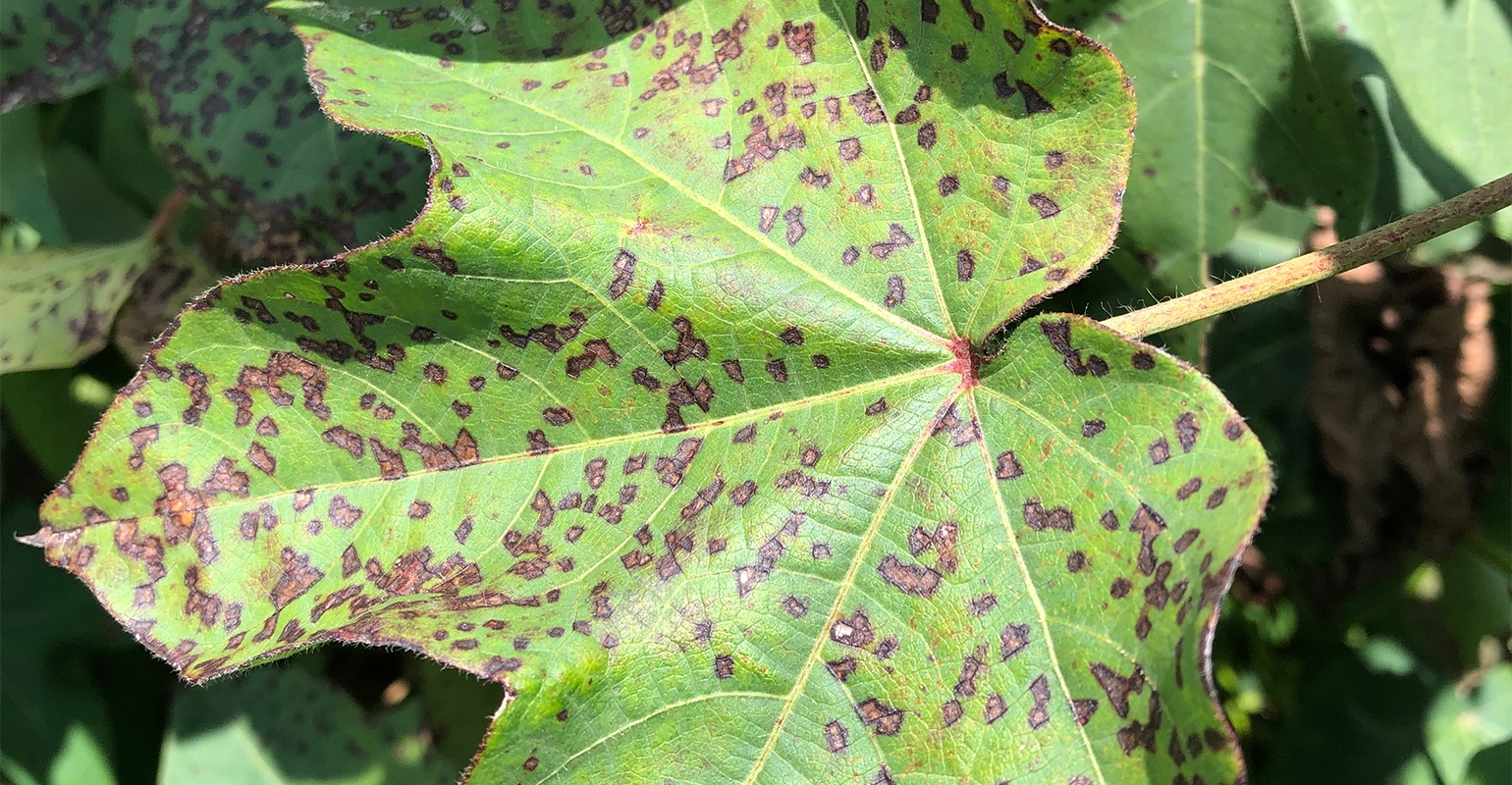 The key to reducing instances of cotton blight