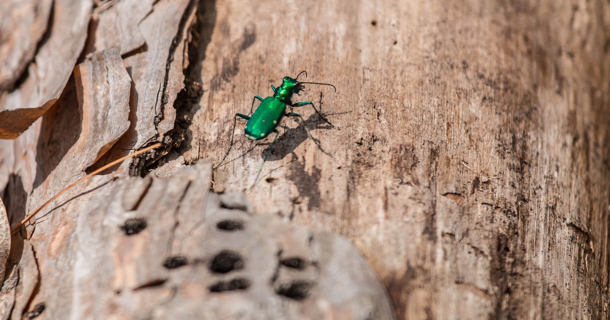 KDA changes approach to emerald ash borer control