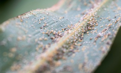 Chromatin close to identifying sugarcane aphid resistance source