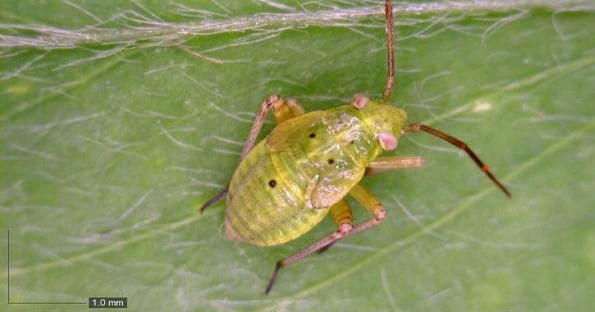 Photos: Digital technology delivers faster insect ID | Farm Progress