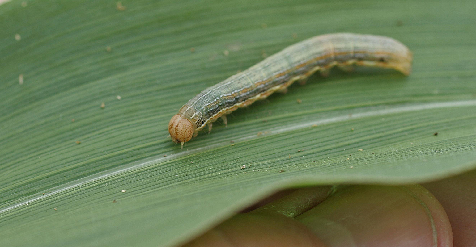 True armyworms found in south-central Missouri