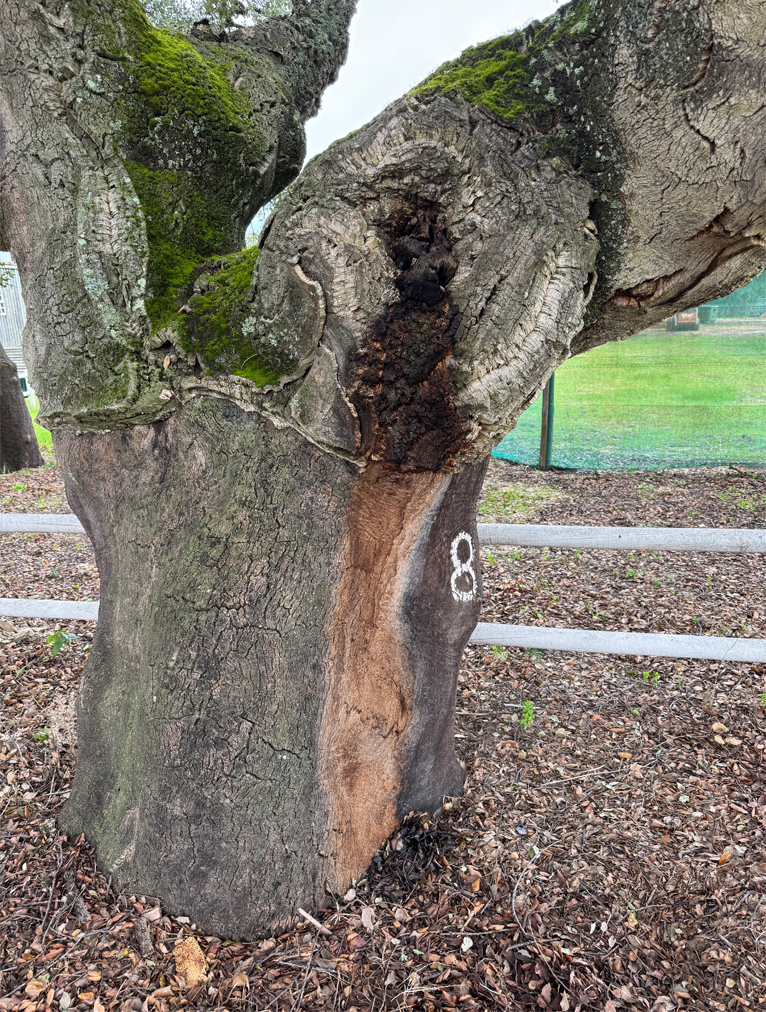 LEAD class explores agriculture in Morocco, Portugal, Spain