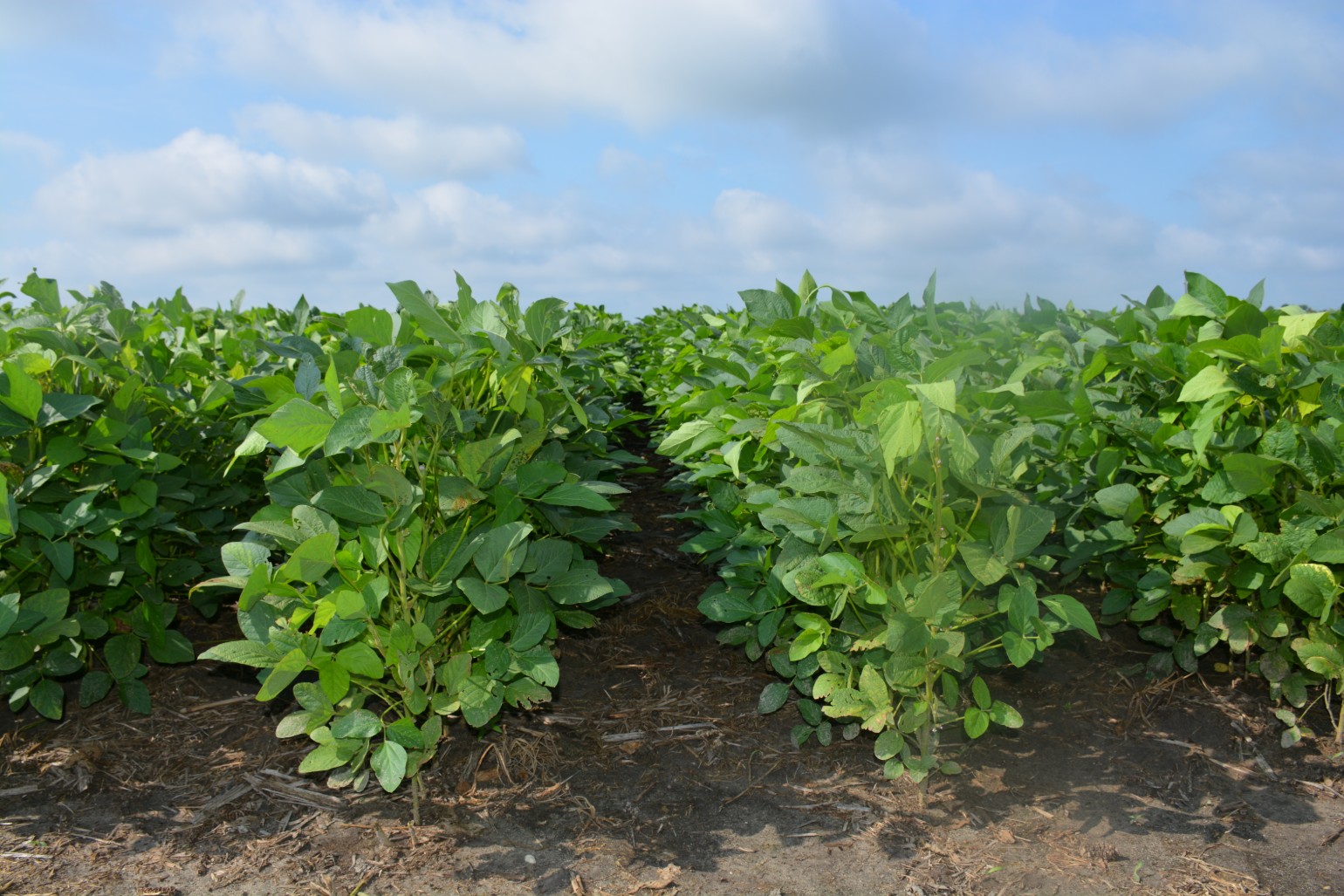 Soybean farmers say new technology must deliver return on investment