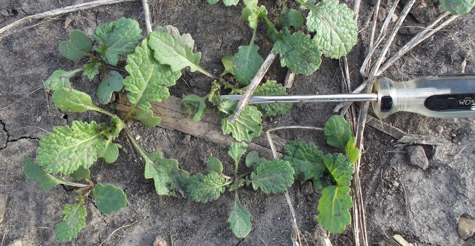 Spring-seeded cover crops