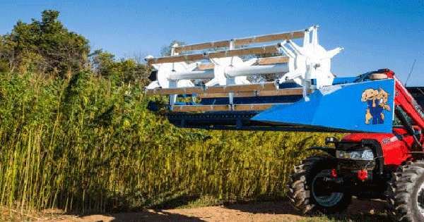 New hemp harvester can reach medicinally valued top flower | Farm Progress