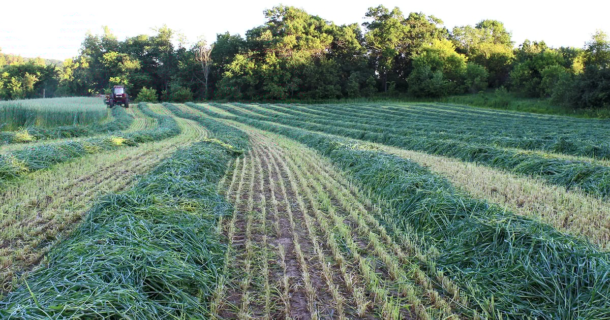 More farmers growing rye for forage, cover crops