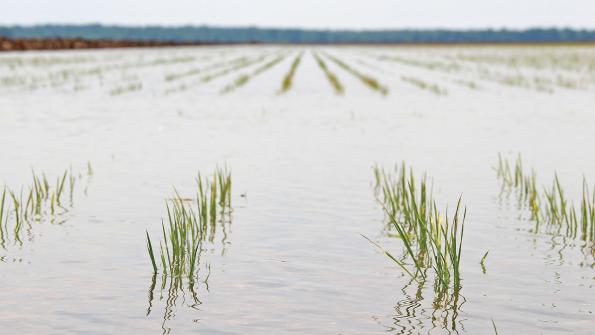 Do you have weeds under control?