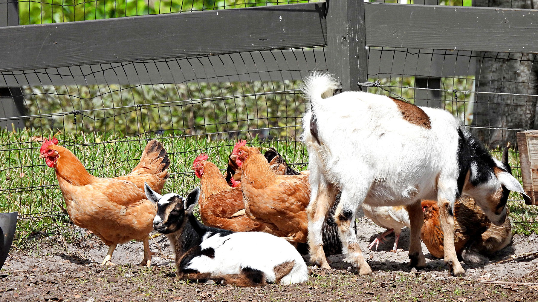 Young goat tests positive for HPAI