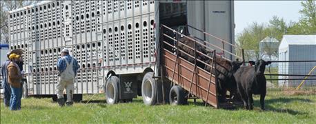 Livestock Dispatch gets the truck where it needs to be to move cattle