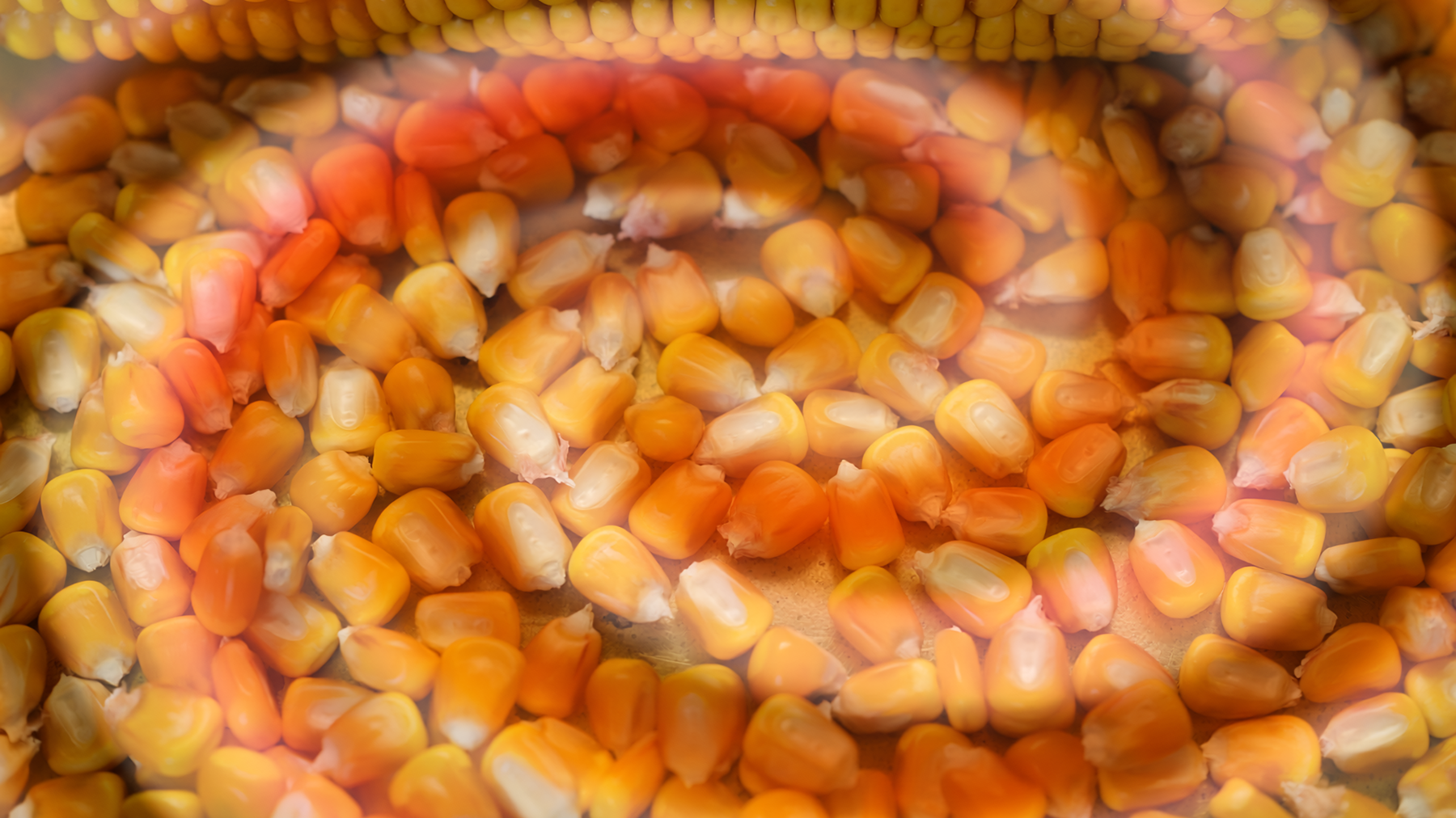 MAHA report on seed oils raises concerns for US agriculture