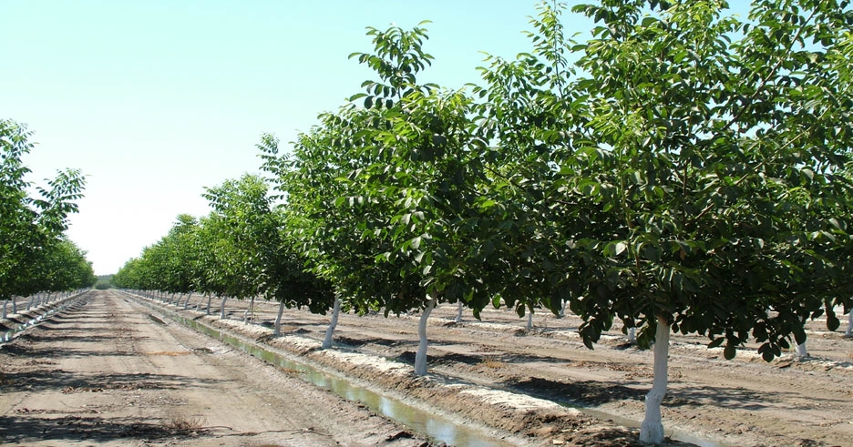 Tips for better control of walnut blight | Farm Progress