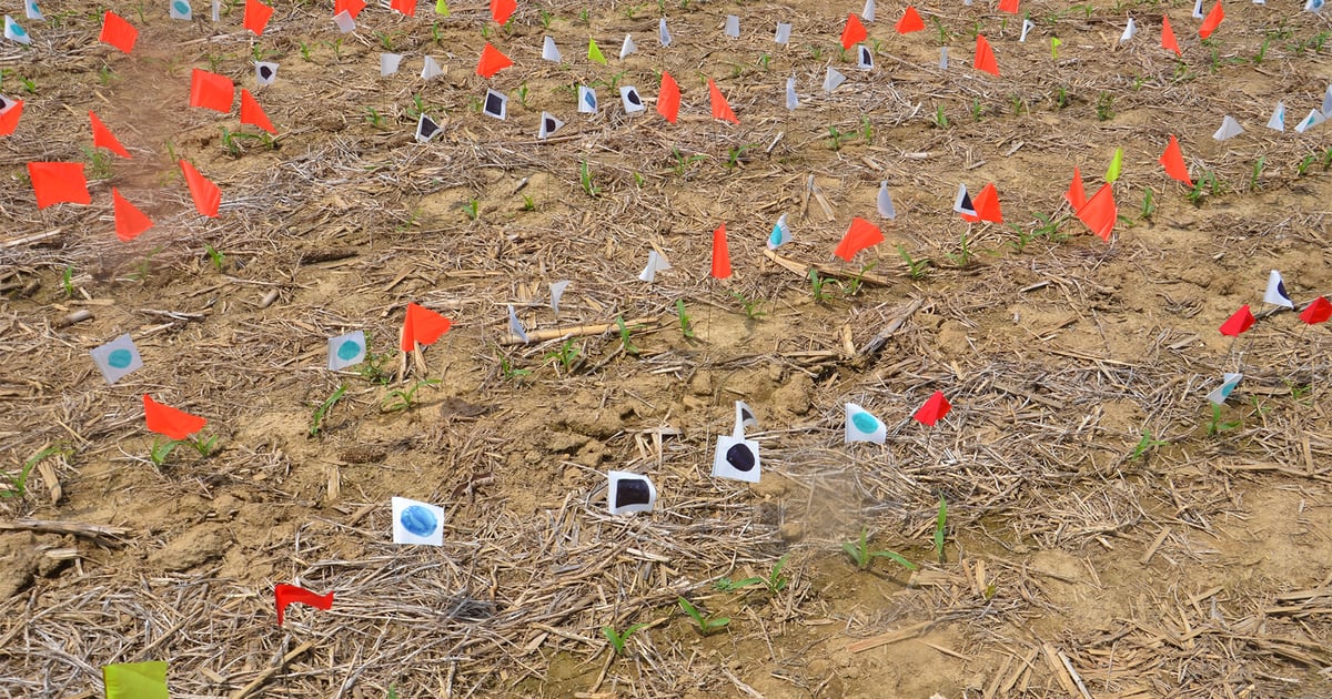 Go beyond calendar to pick corn planting date