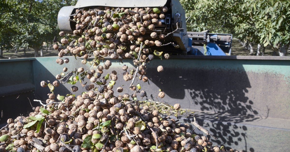 Walnuts: What a difference a year makes