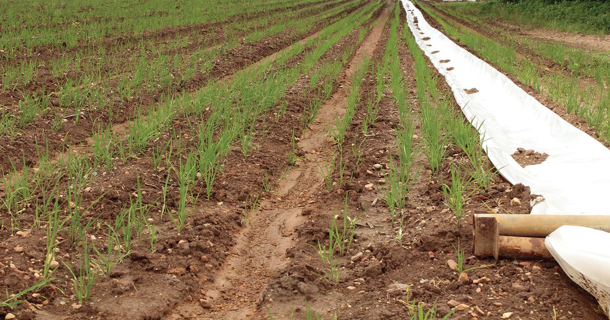 Newly approved rice irrigation practices aid sustainability