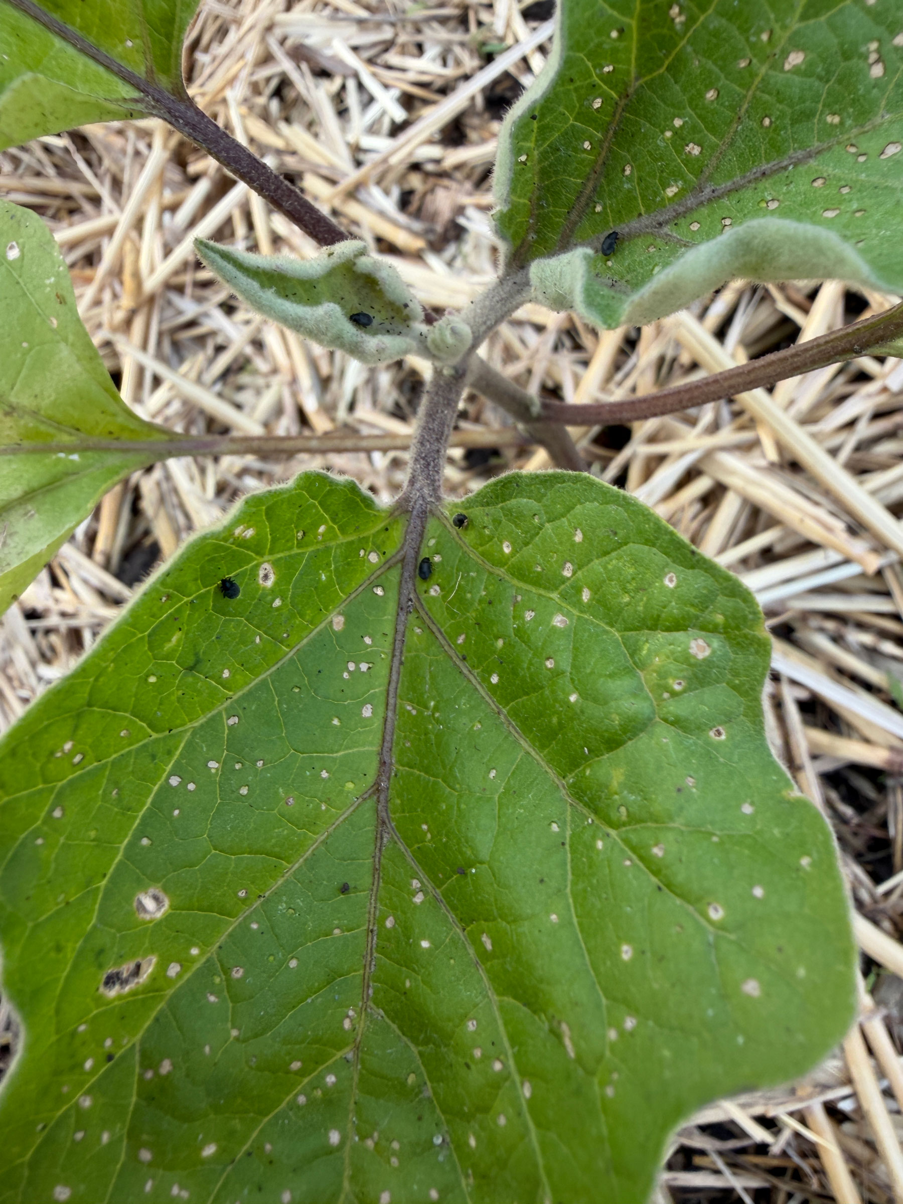 How to stop pests that destroy garden plants