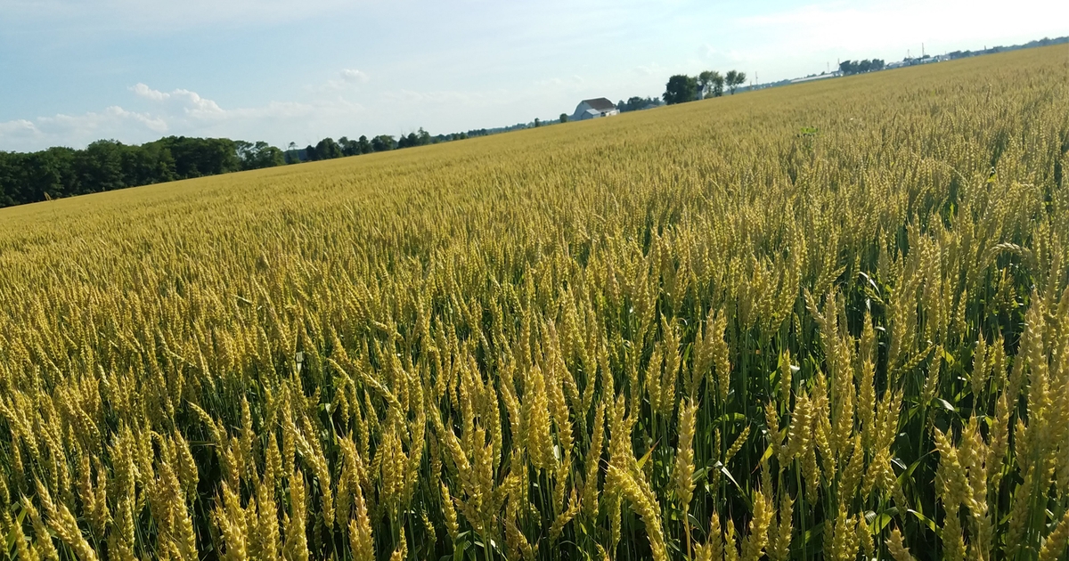 New oat, wheat markets debut in Iowa | Farm Progress