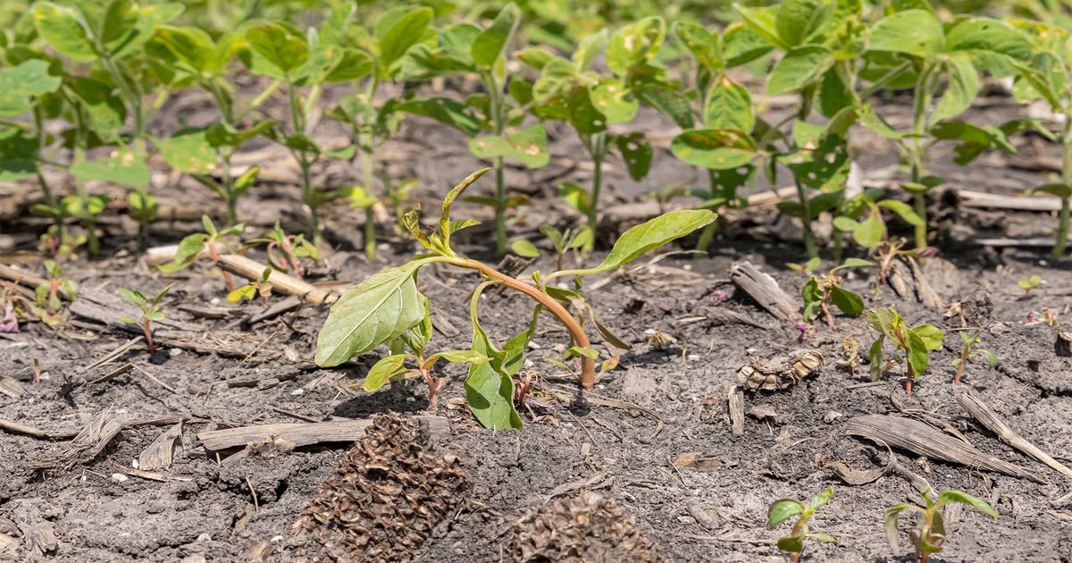 7 stories for weed control best practices