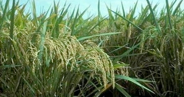 Green Super Rice soon to arrive on agriculture market | Farm Progress