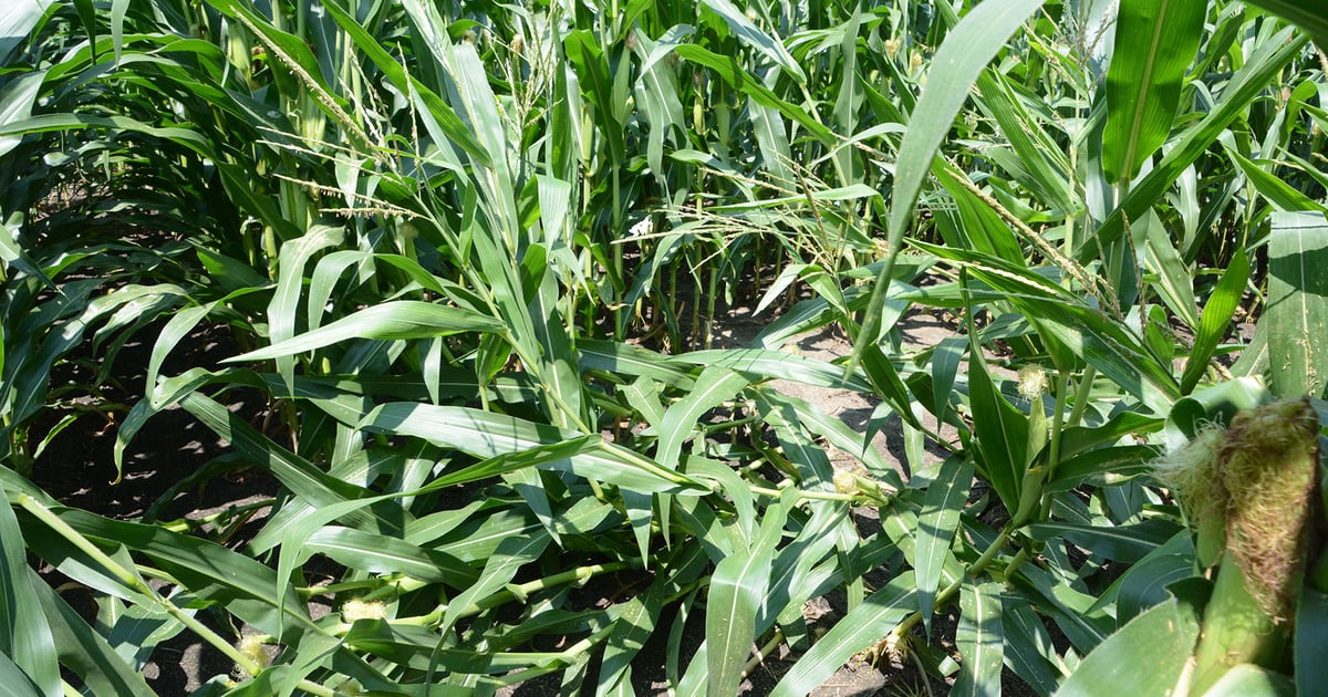 Free seed can still be a money-loser