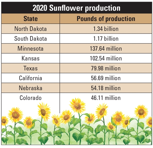 Record-high sunflower yield set in 2020