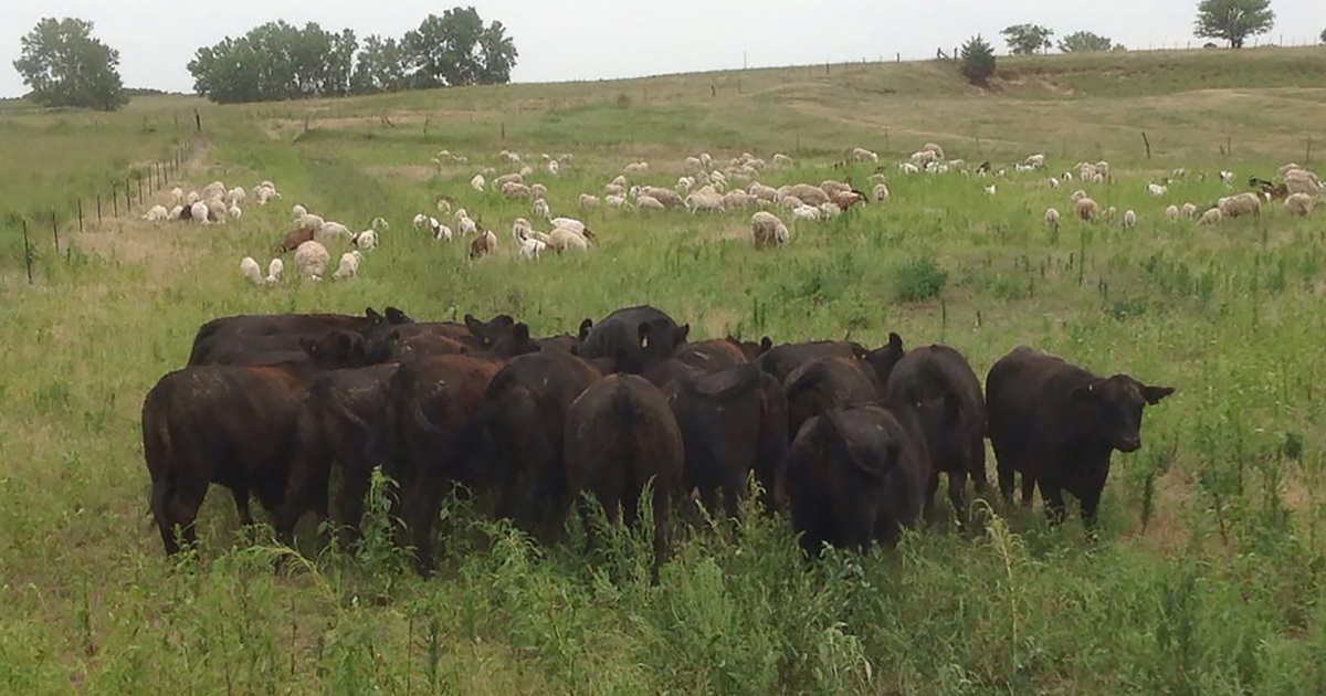 Cattle, sheep, goats are successful grazing combination