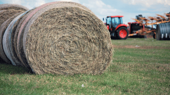 Thankful the hay barn was also our playground