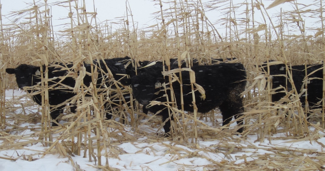 How to safely use drought-stressed crops as feed