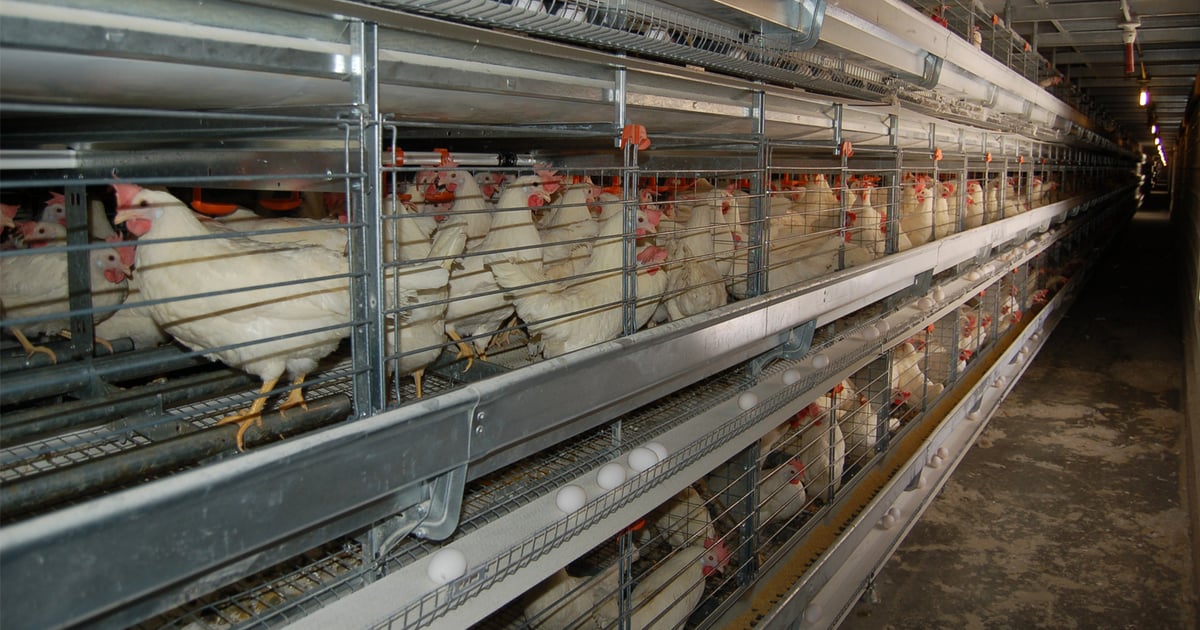 Redesigned website puts Michigan poultry in the spotlight