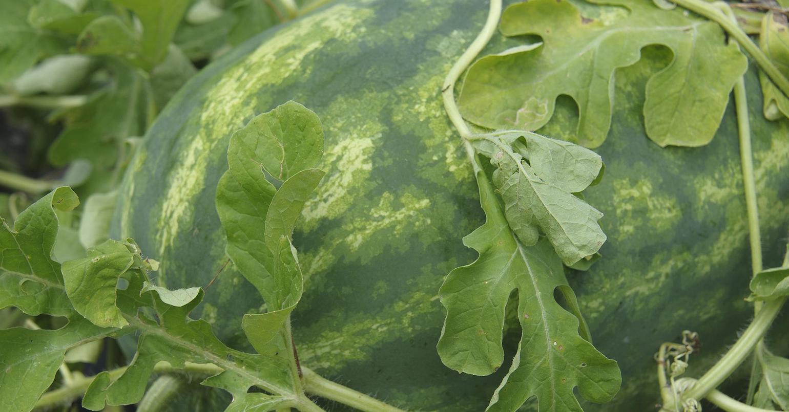 Watermelon farming: A sweet, slice of life on Mississippi farm
