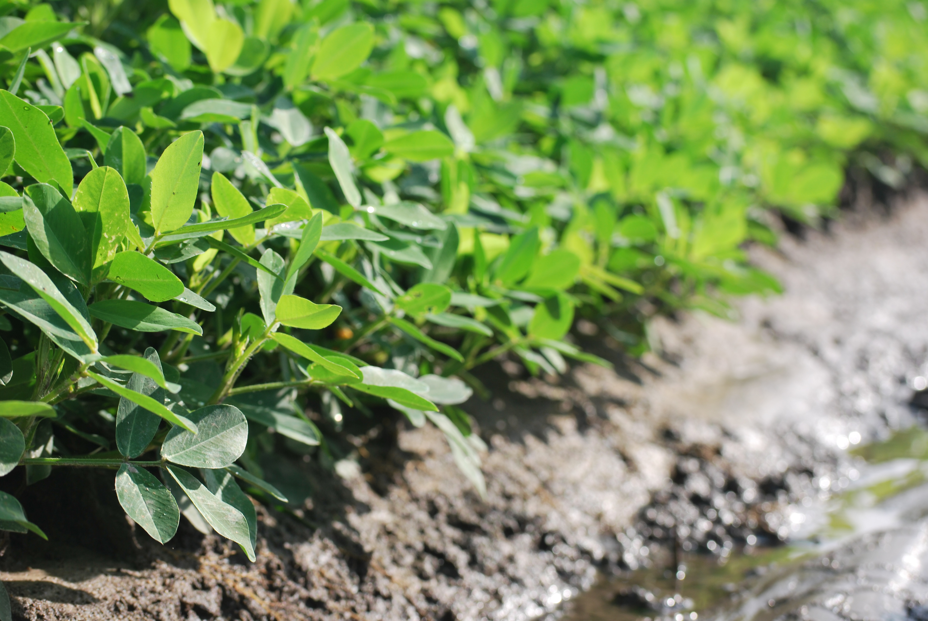 Peanut insects quiet so far, but that can change quickly. Scout!