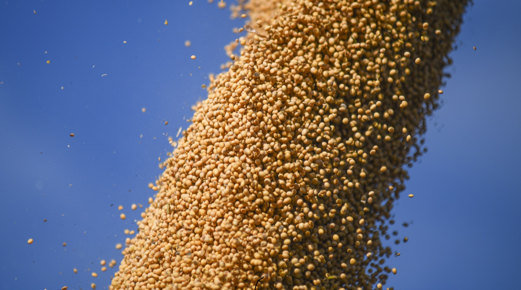 Take a closer look at corn roots