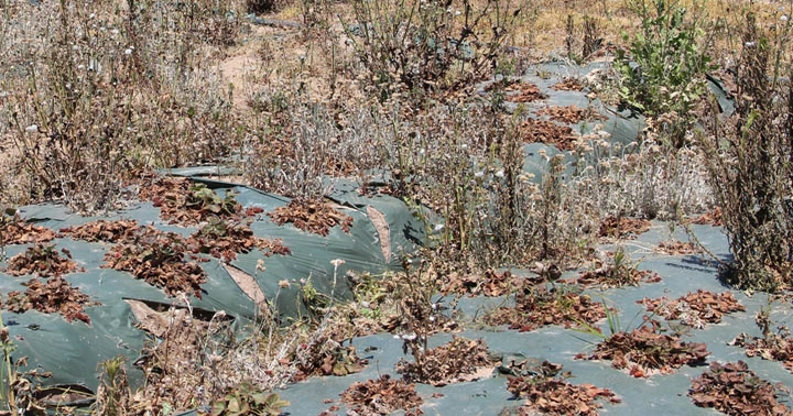 False chinch bug migration from weeds to strawberries | Farm Progress