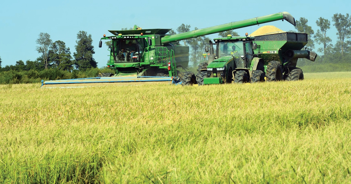 Arkansas long grain rice acreage set to rice