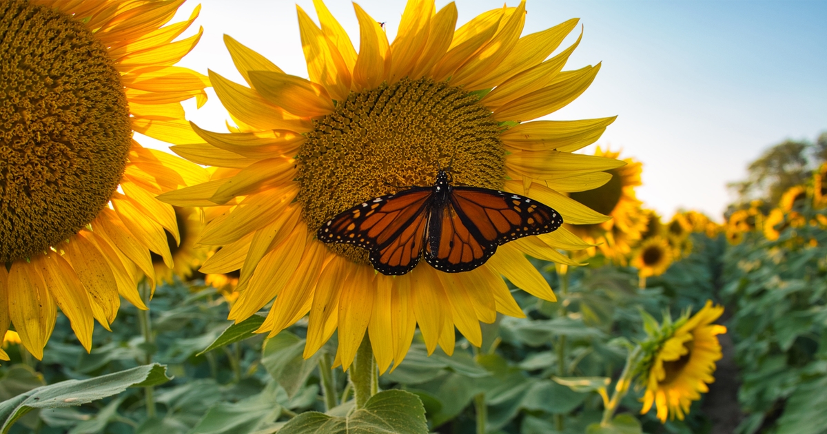 An inside look at the butterfly effect