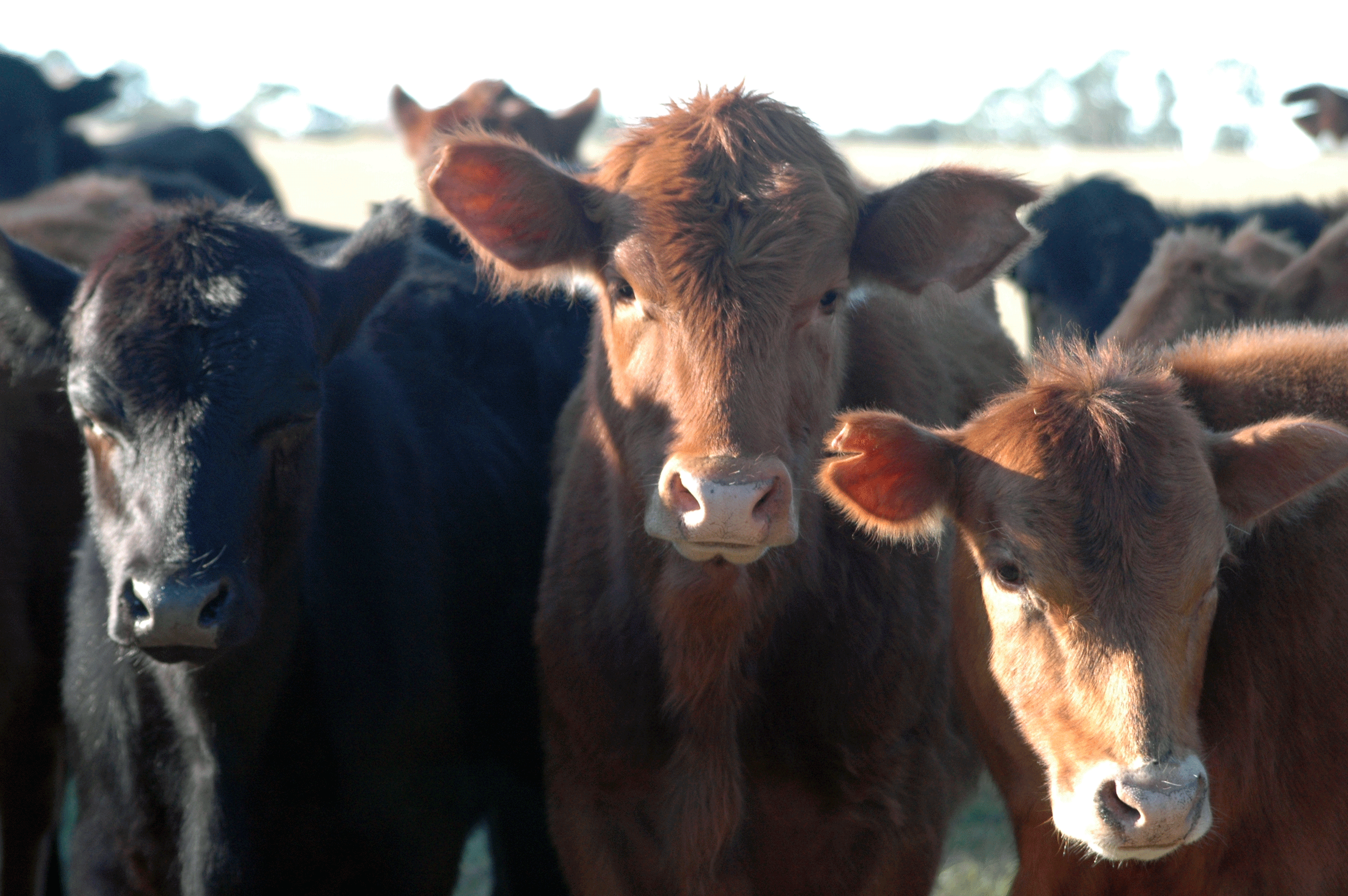 Here's the checklist to see if stocker cattle business is right for you ...