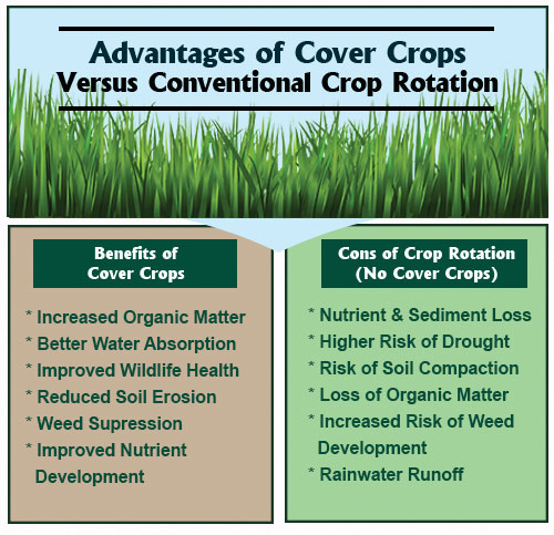 Cover Crops: Top 10 reasons to plant in the fall