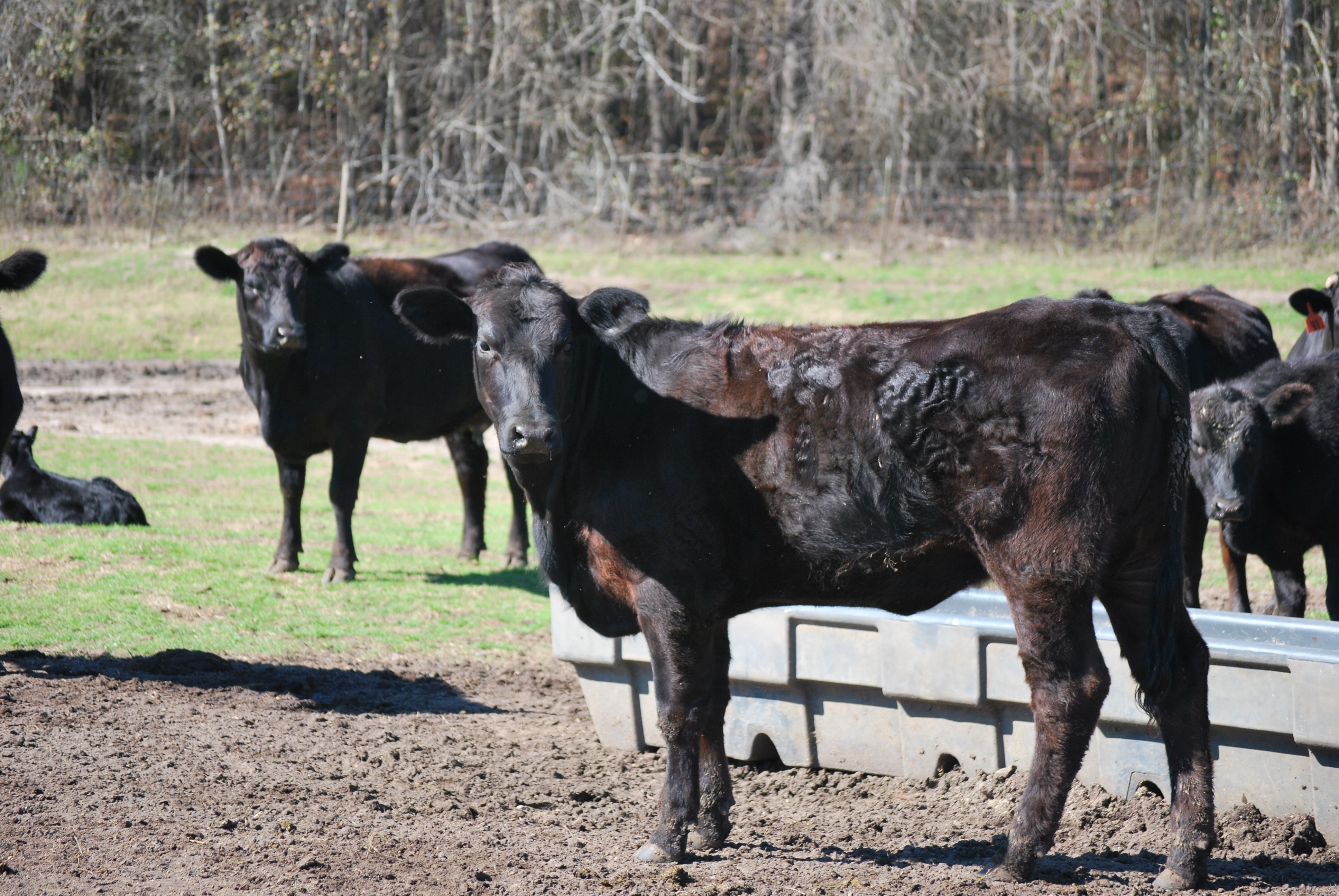 4 things to know about cold weather and cattle’s energy needs