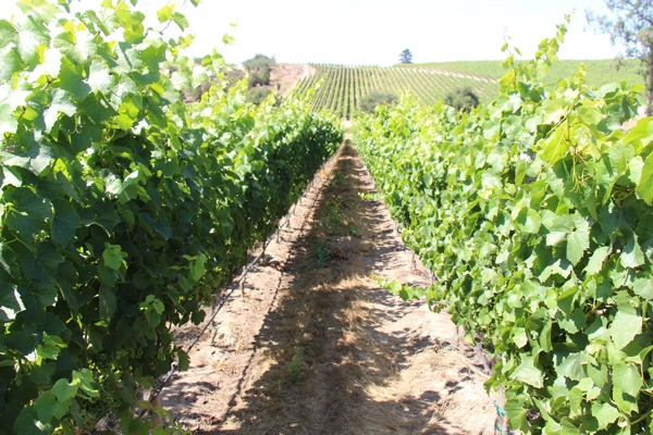 Signs of potassium deficiency are in the leaves