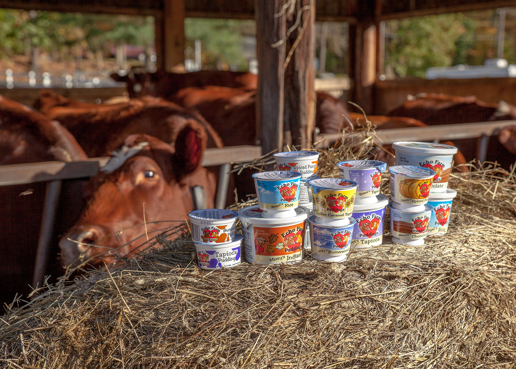 Echo Farm sisters build pudding business from 4-H