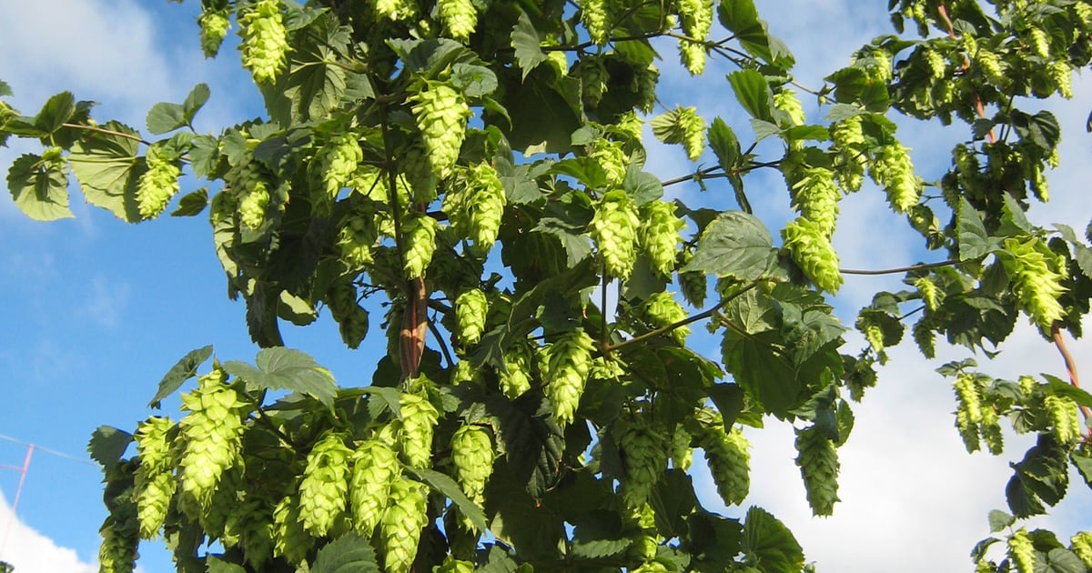 Michigan now part of Hop Growers of America