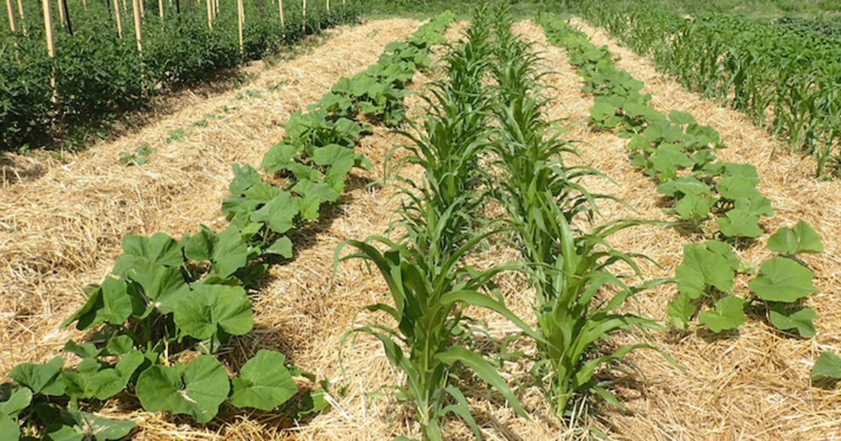 Soil health, cover crops not just for big farms