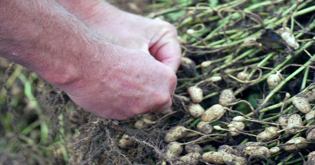 The complicated perfect peanut. Good luck, peanut genome
