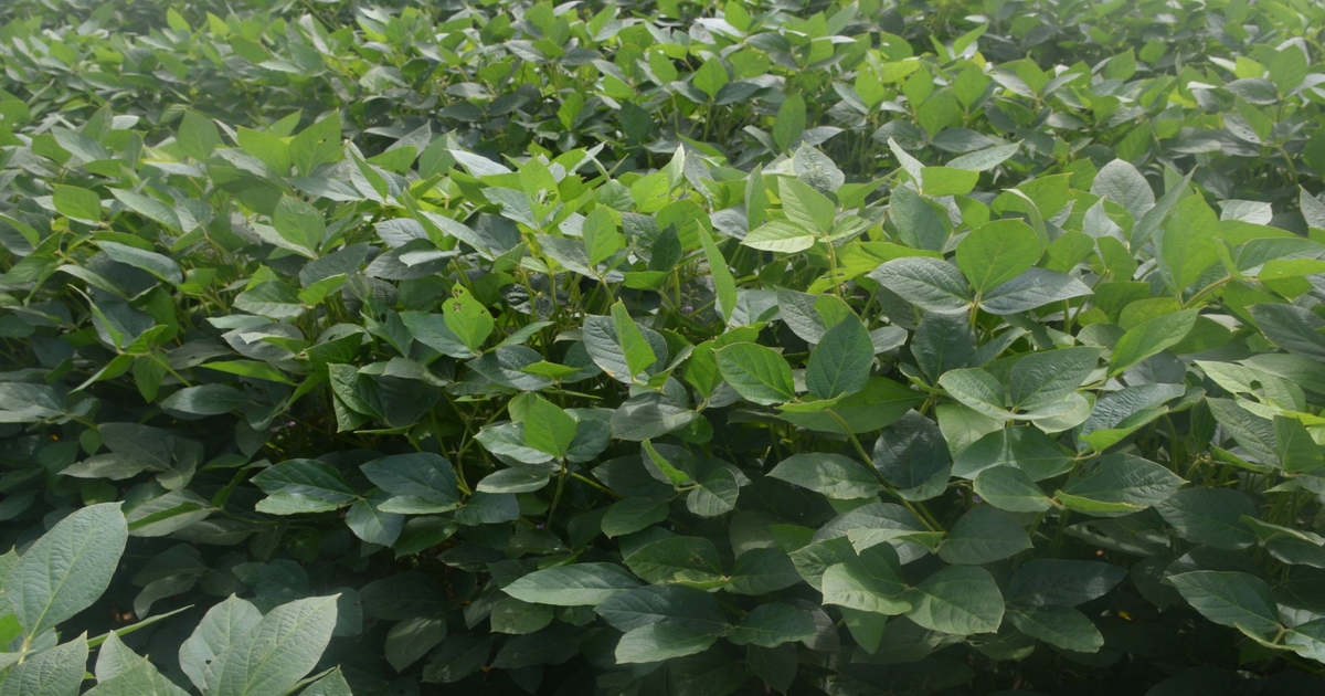 Virginia Soybean Field Day set for Sept. 24 in Warsaw