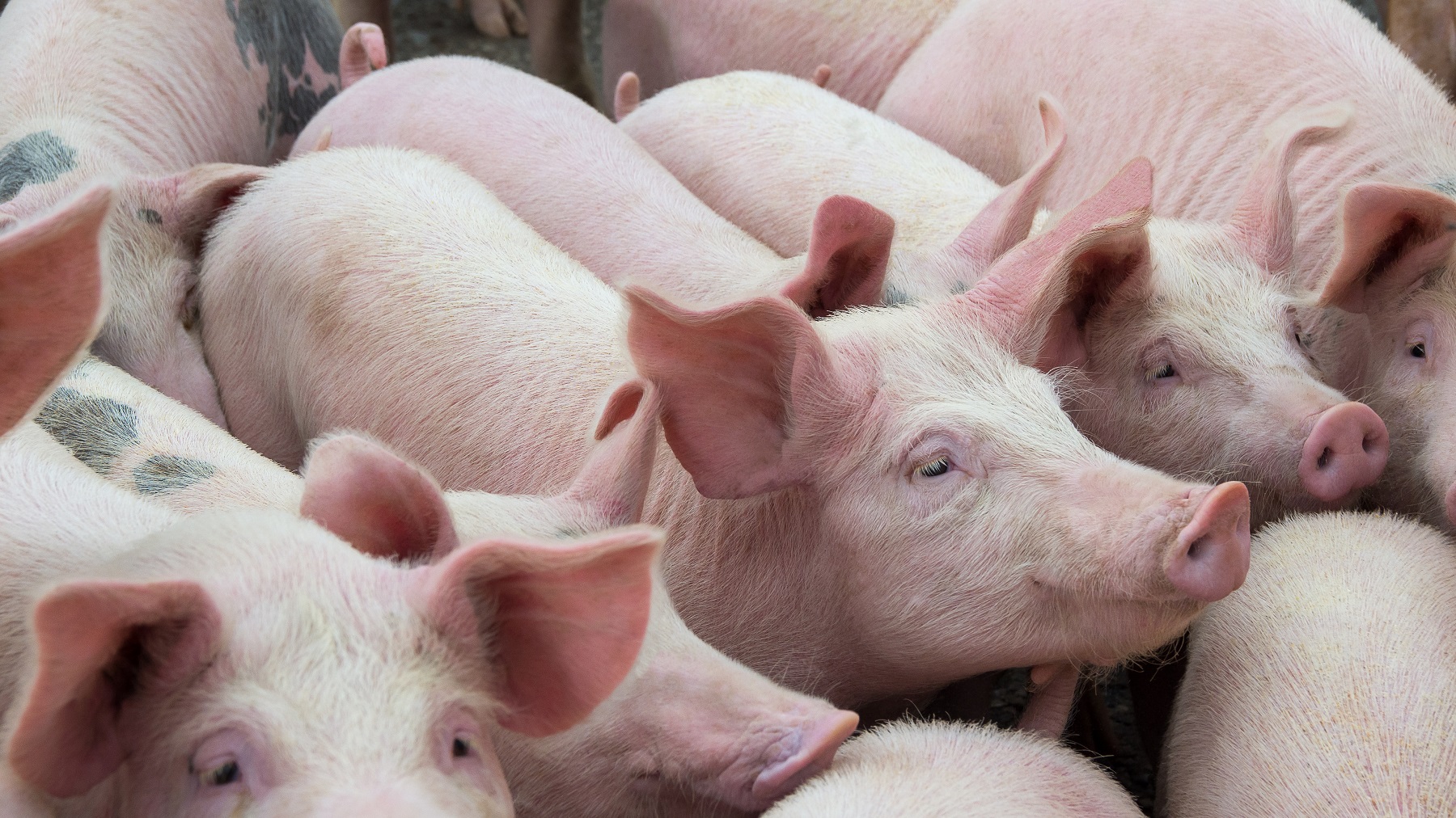 Farm Progress Show's permanent Decatur site turns 20, continuing a ...