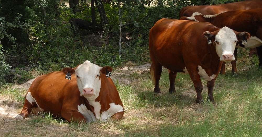 The 900-pound cow, Part I