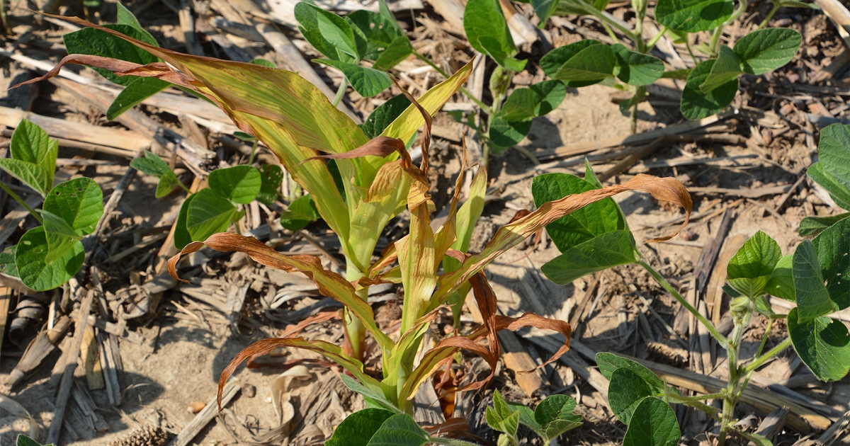 Early weed control in soybeans critical for maximizing yield potential