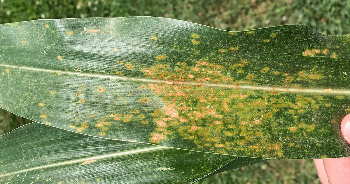 Southern rust arrives in cornfields | Farm Progress