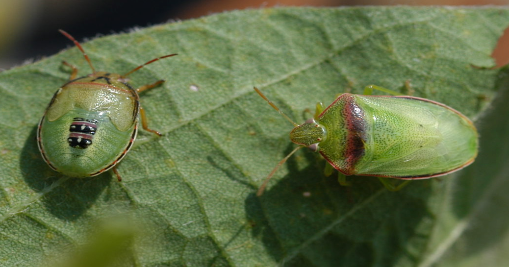 red-band redband stink bug stinkbug Mid-South Arkansas