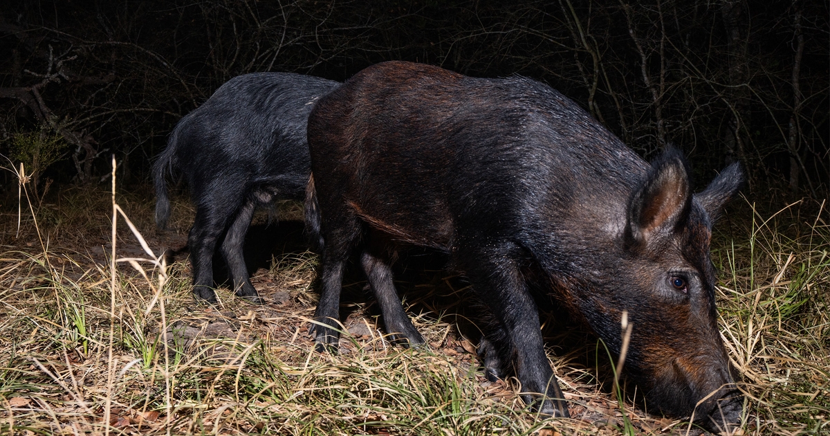 Feral hog removal program: Benefits and challenges for U.S. agriculture